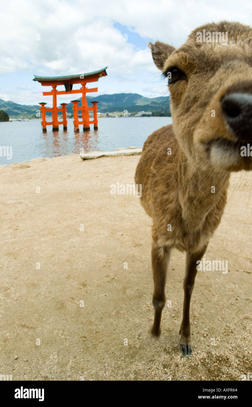 Deer miya jima hi-res stock photography and images - Alamy