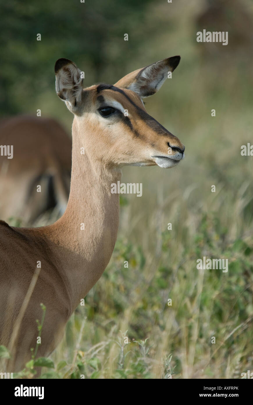 An impala ewe standing in the African bush Stock Photo - Alamy