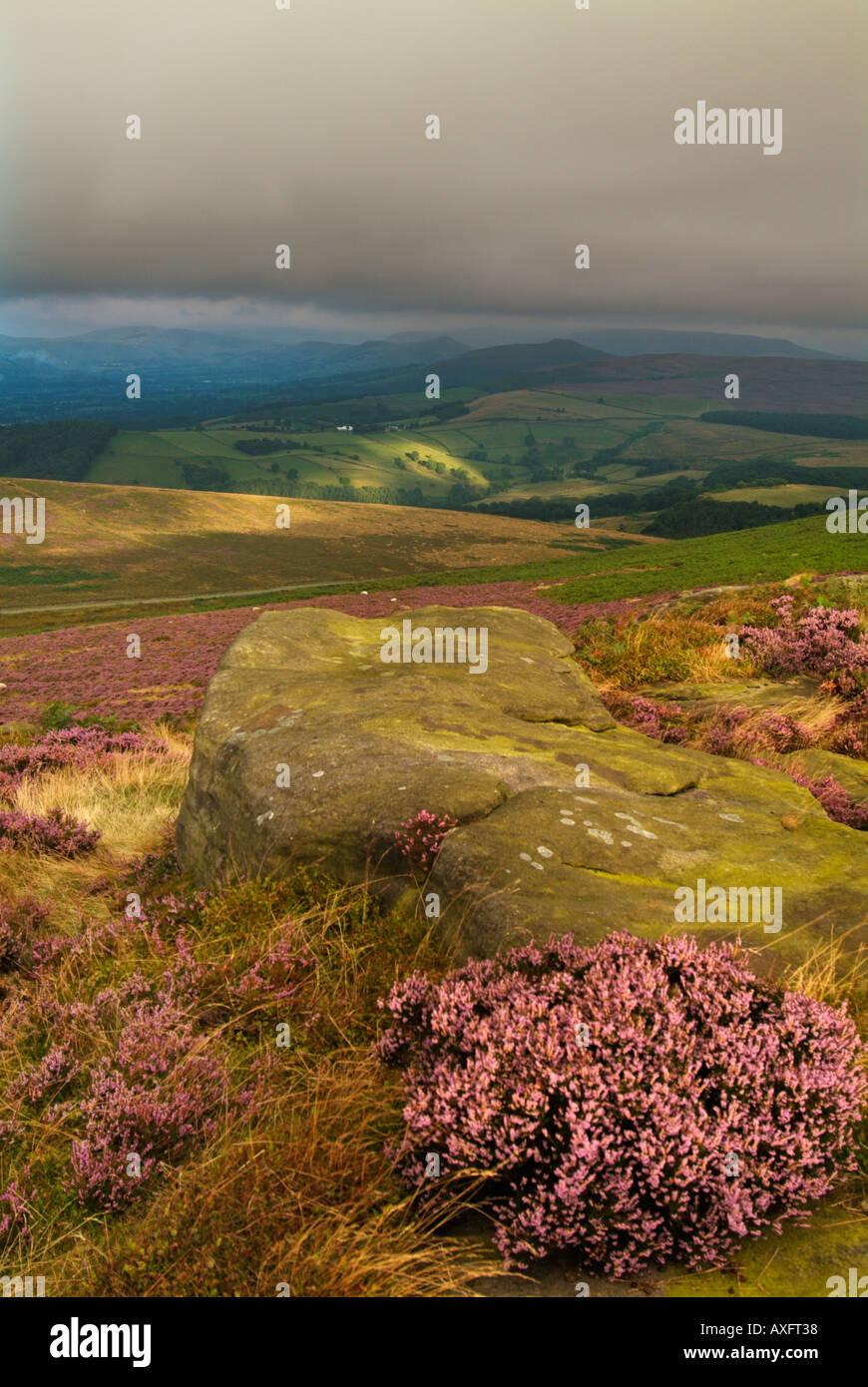 Wind blown blurred heather in early morning light Stannage edge Stanage ...