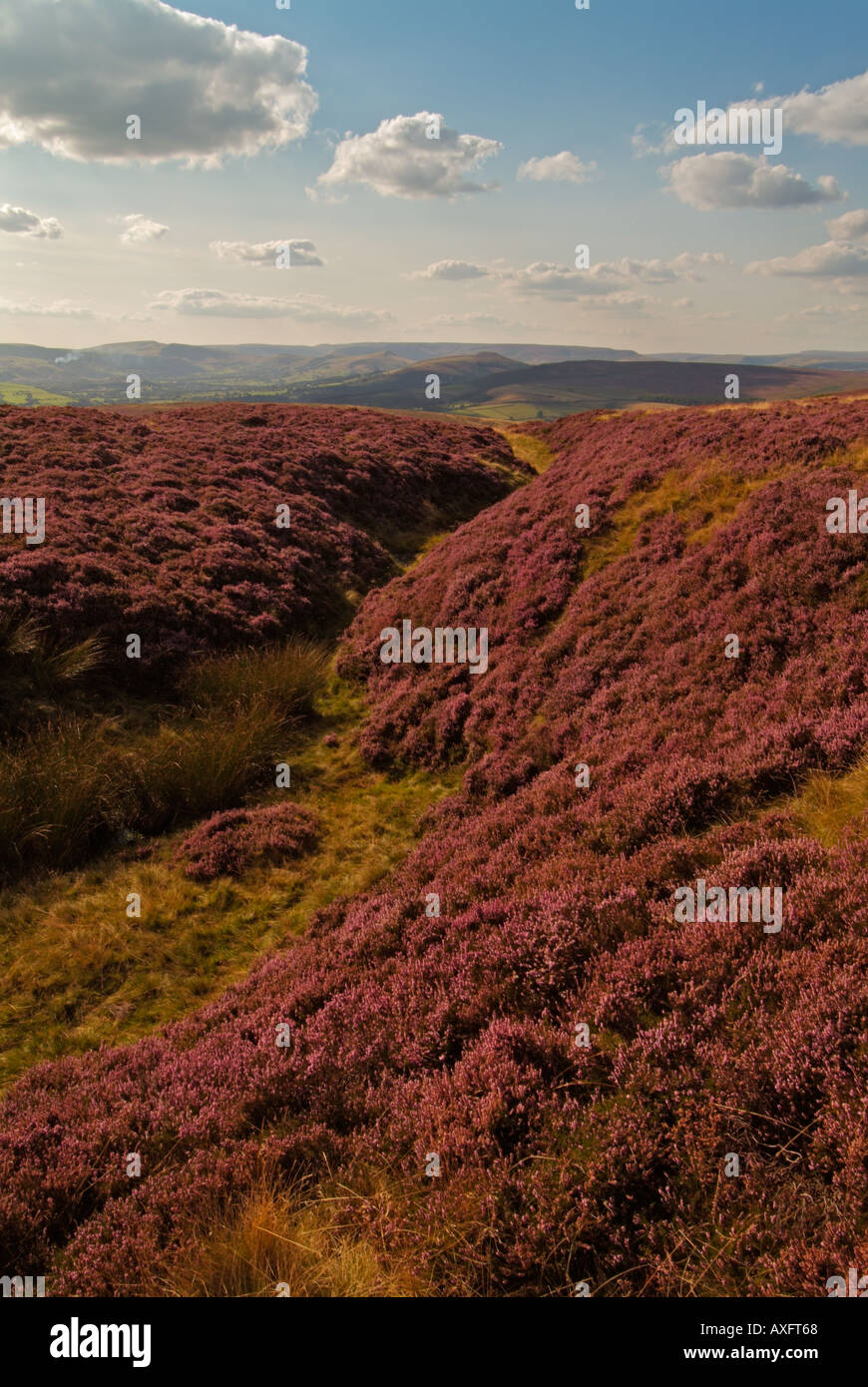 Stanage edge heather and moorland near Hathersage Derbyshire Peak ...