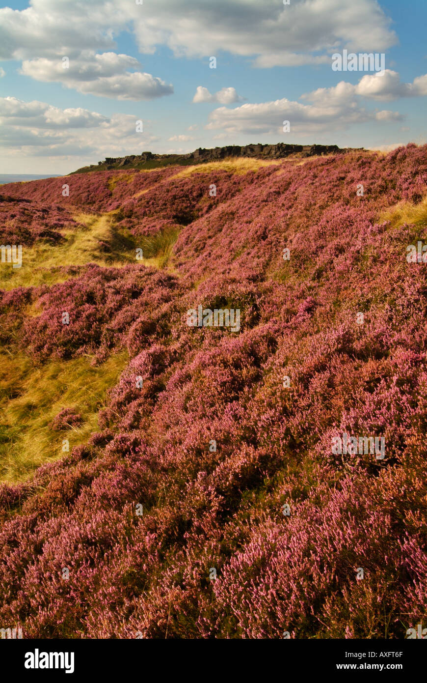 Stanage edge heather and moorland near Hathersage Derbyshire Peak ...