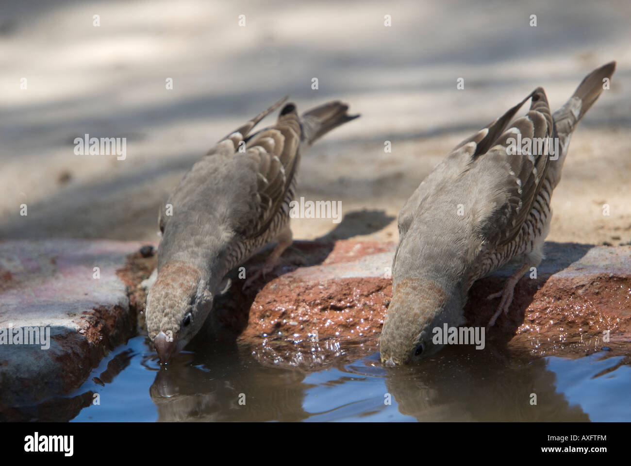 Two female red-headed finches drinking water from a tap runoff in the ...