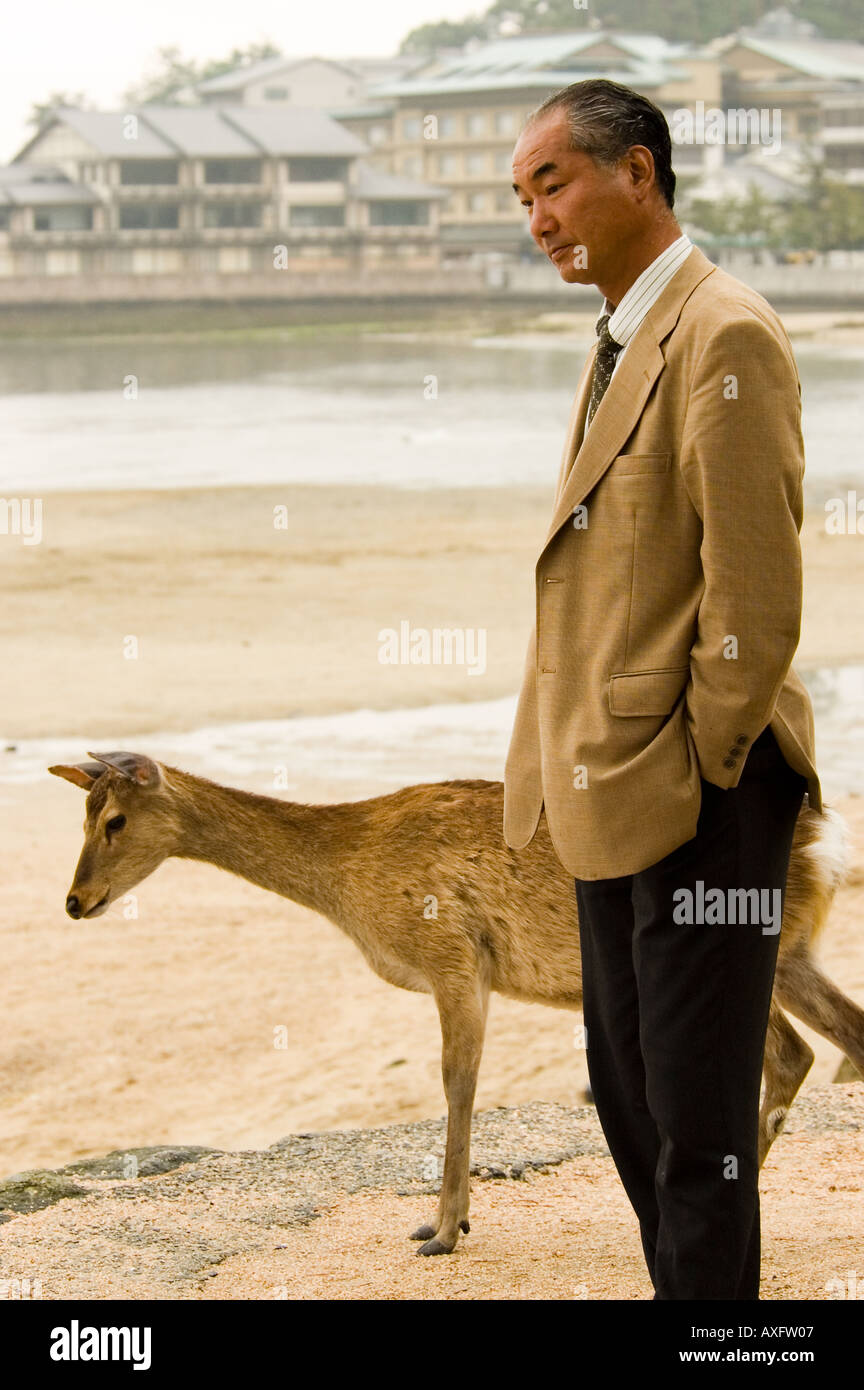 Wild but tame deer roam the area near Itsukushima shrine of Miyajima ...