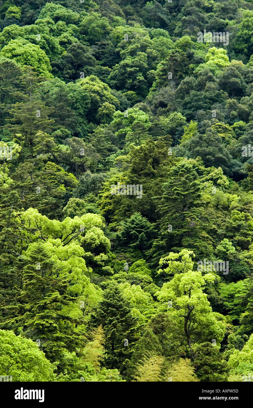 Hillside forests surround the bay near the Itsukushima Shrine Miyajima ...