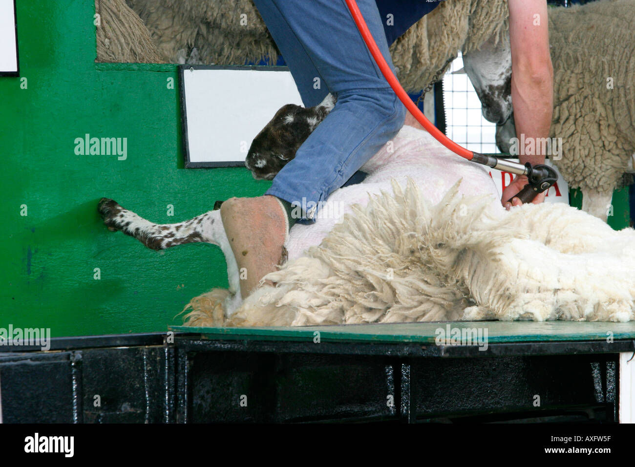 Sheep Shearing Demonstration 5 Stock Photo - Alamy