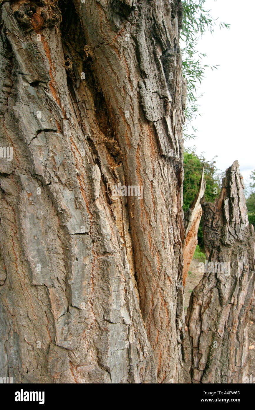 Cracked willow hi-res stock photography and images - Alamy