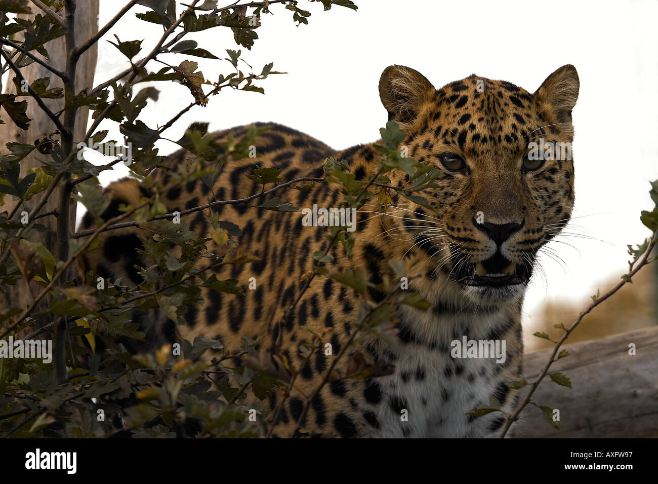 Amur endangered hi-res stock photography and images - Alamy