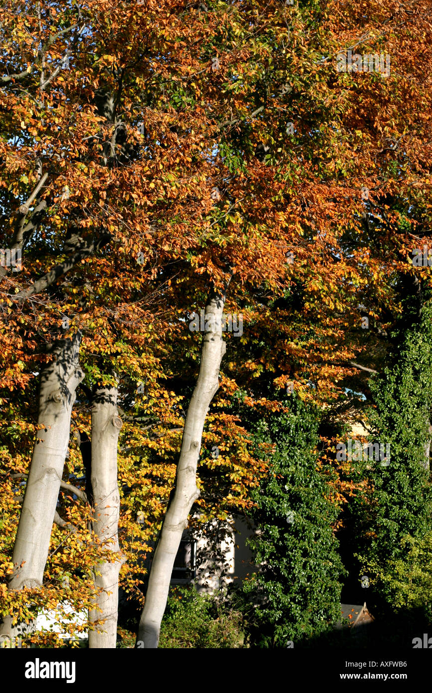 Beech trees in autumn UK Stock Photo - Alamy
