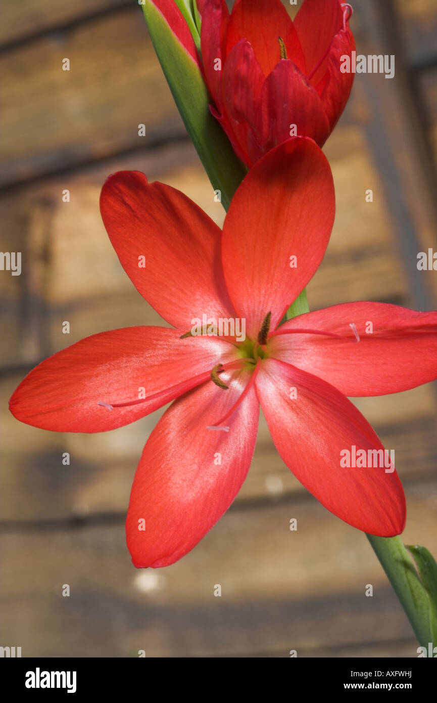 November flower border hi-res stock photography and images - Alamy