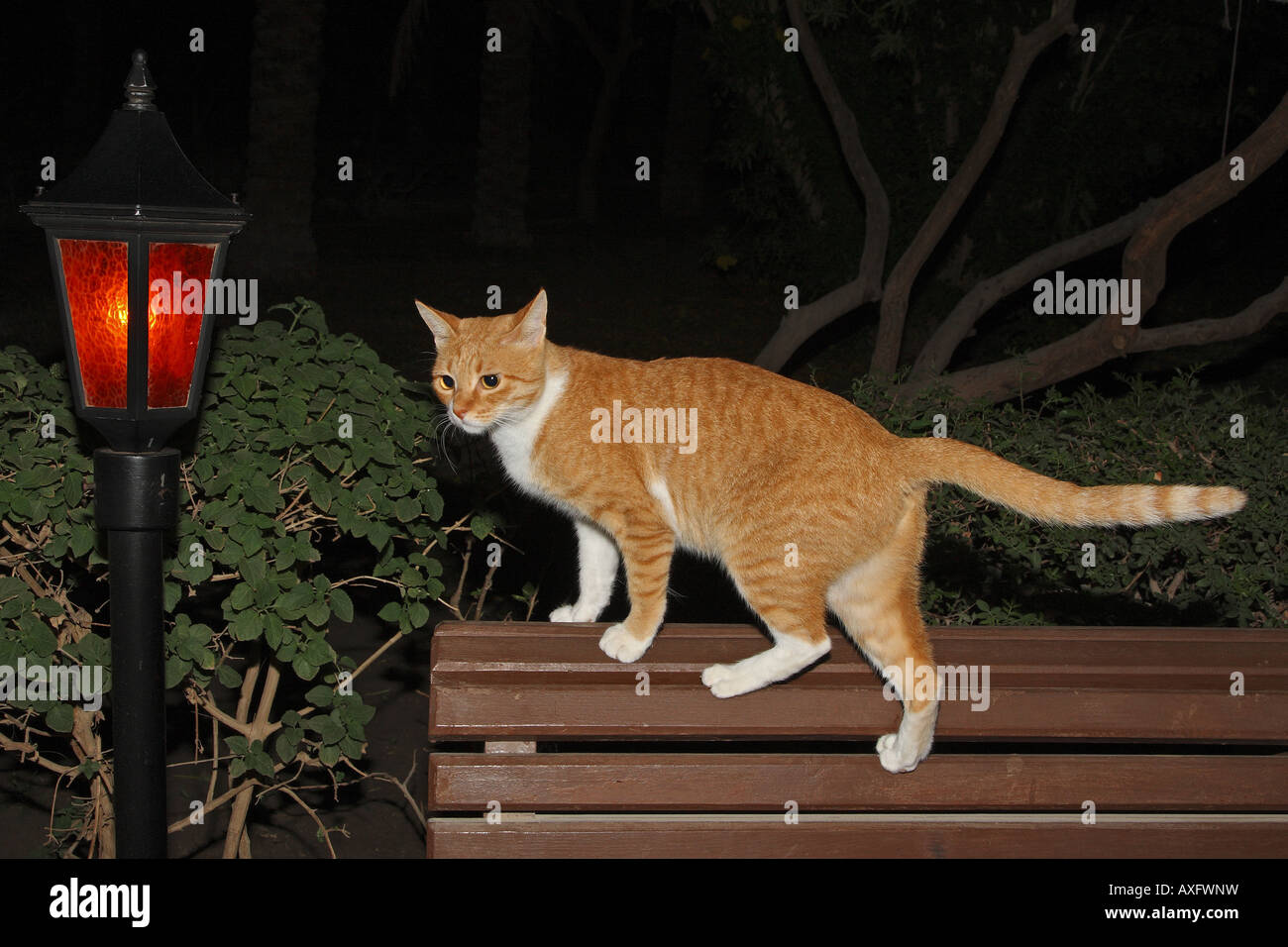 domestic cat - standing on bench Stock Photo - Alamy