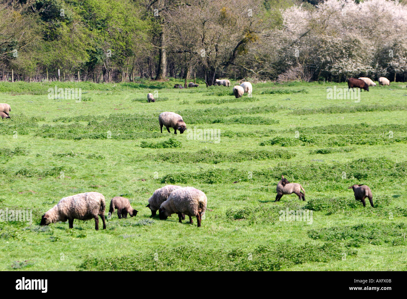 Sheep In A Field, Norfolk, UK Stock Photo - Alamy