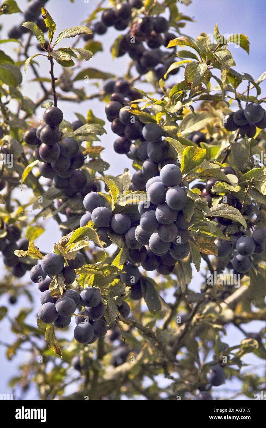 Blackthorn Sloe Prunus Spinosa Stock Photo - Alamy