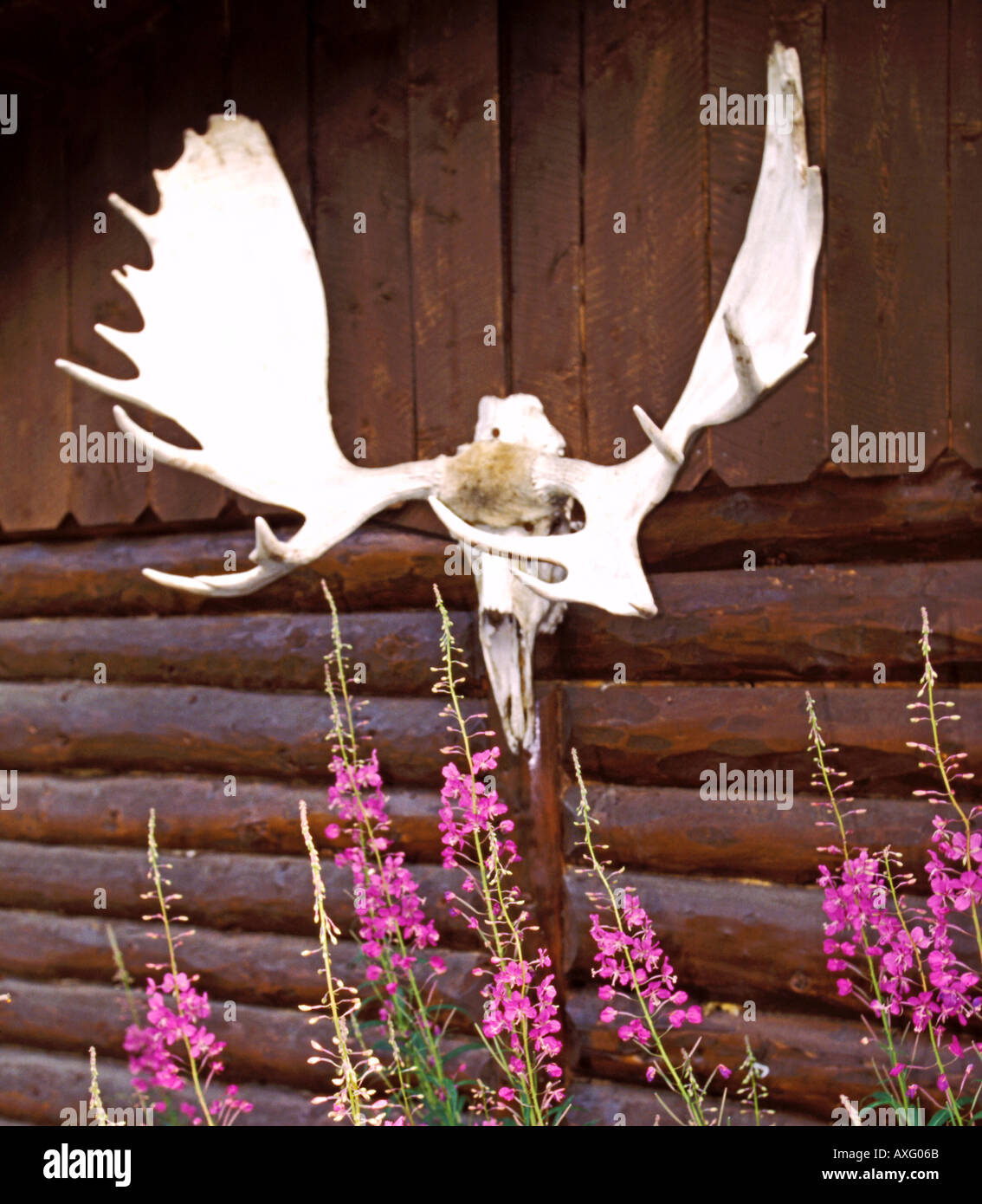 The bleached Moose horns are in stark contrast to the Fire Weed in and ...