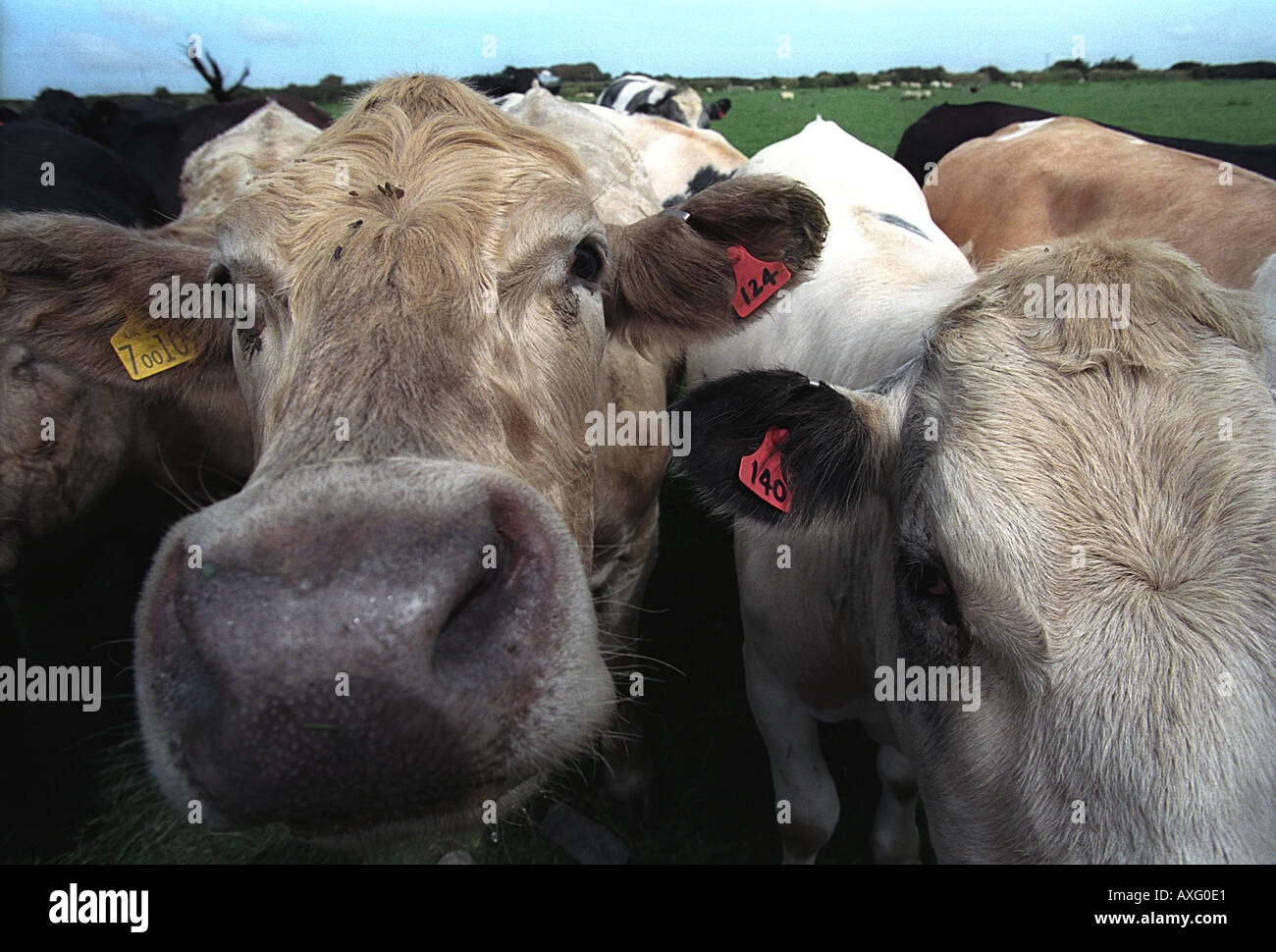 Distorted cow nose hi-res stock photography and images - Alamy