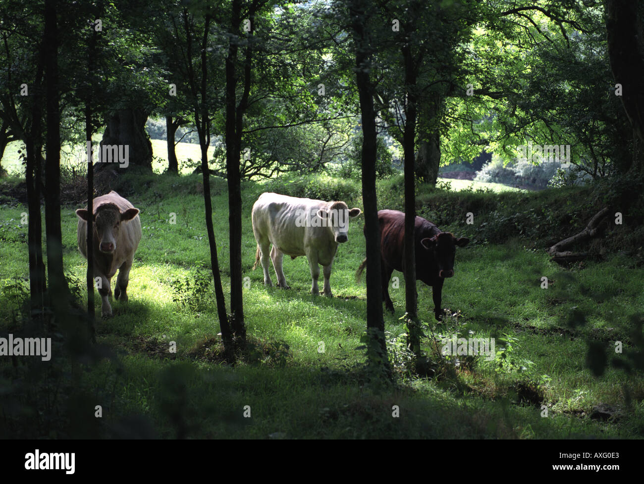 Cows in the orchard around St Juliots Church Boscastle Cornwall Stock ...