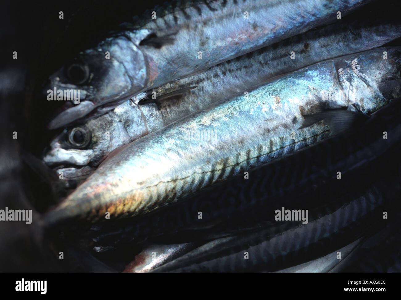 Mackerel head-toe in a fish box Stock Photo - Alamy