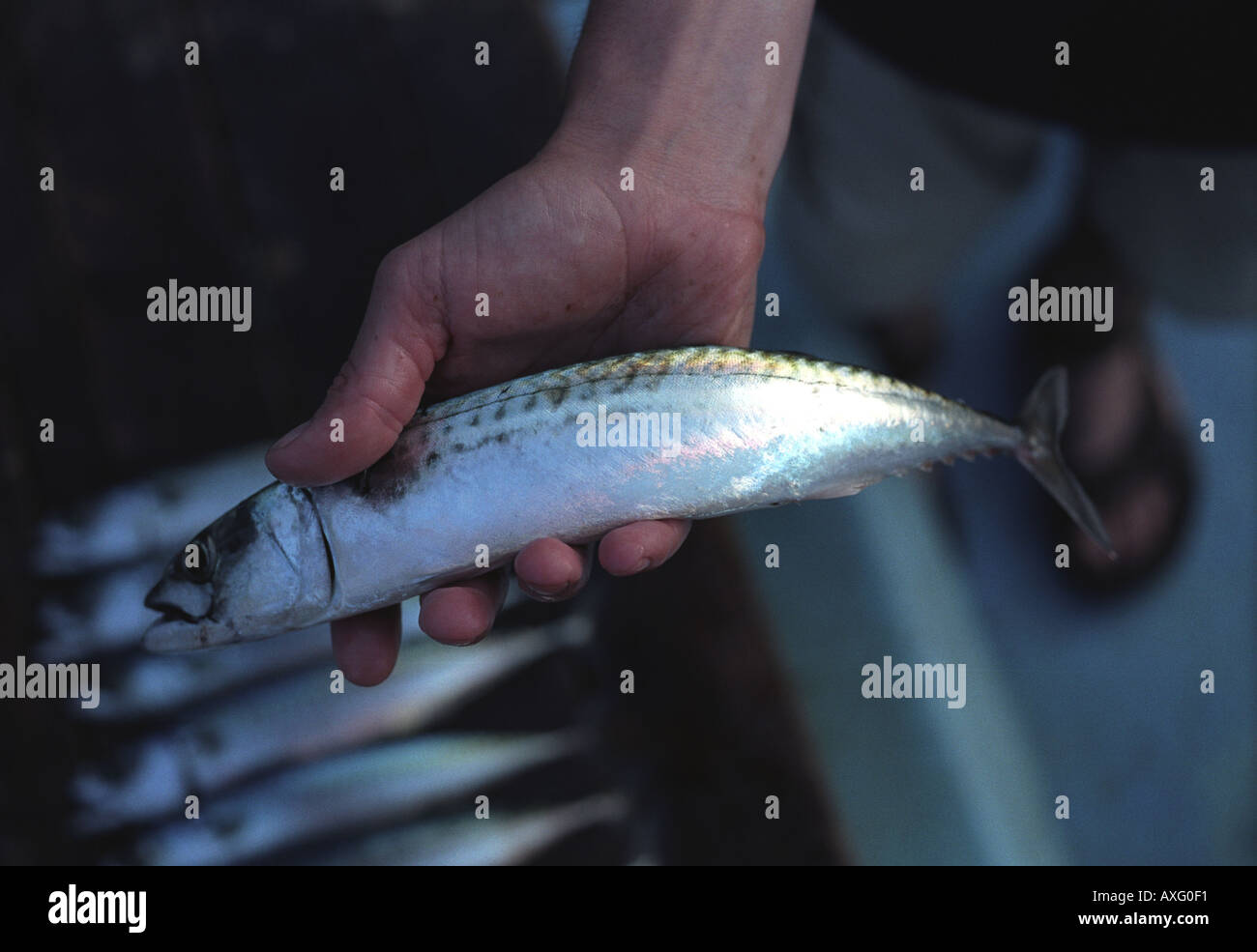 Fish net trawler catch hi-res stock photography and images - Alamy