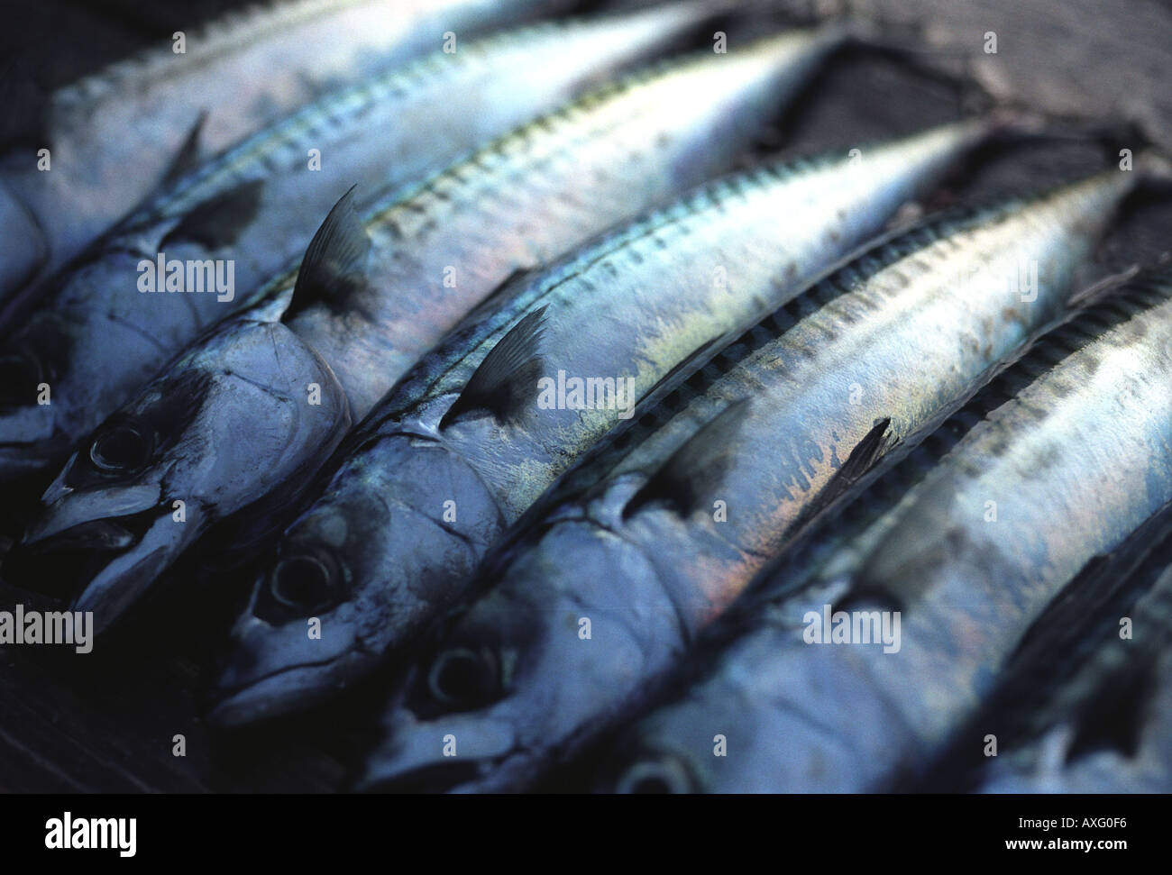 Cornwall fish tray hi-res stock photography and images - Alamy