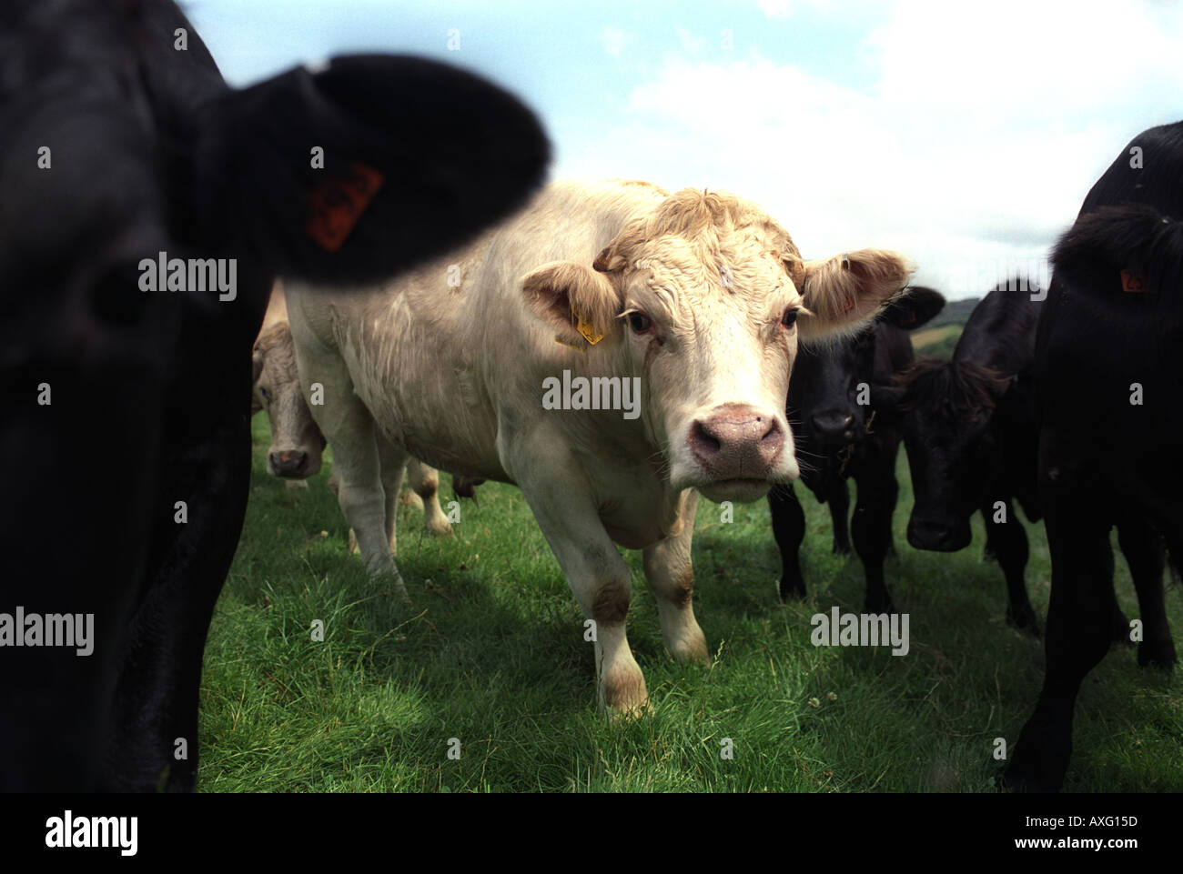 White and black cows closeup in a Cornish field Stock Photo - Alamy