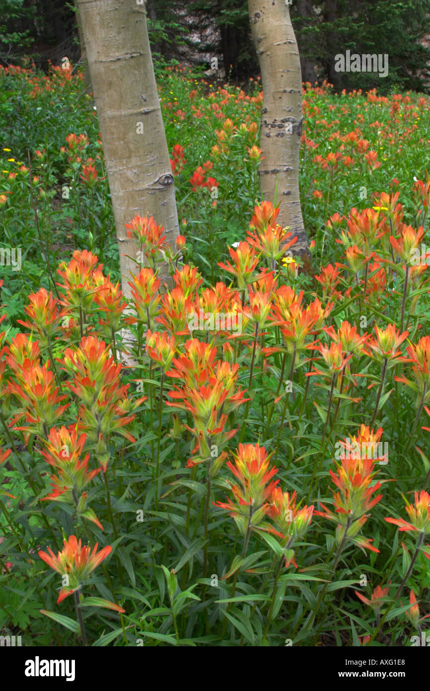 Indian paint brush flowers hi-res stock photography and images - Alamy