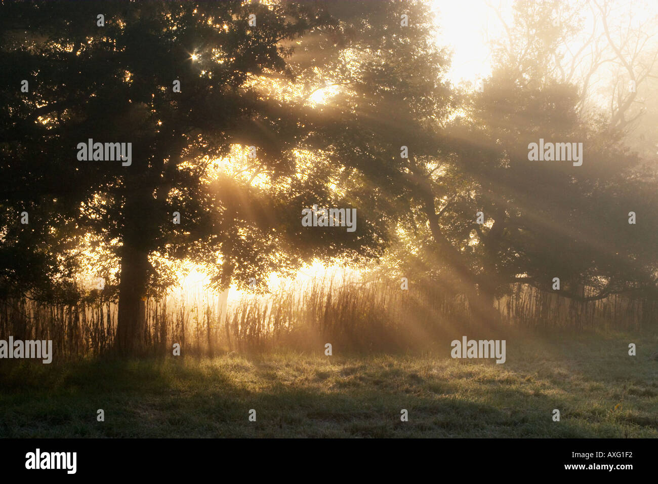 Rays sun breaking through fog hi-res stock photography and images - Alamy