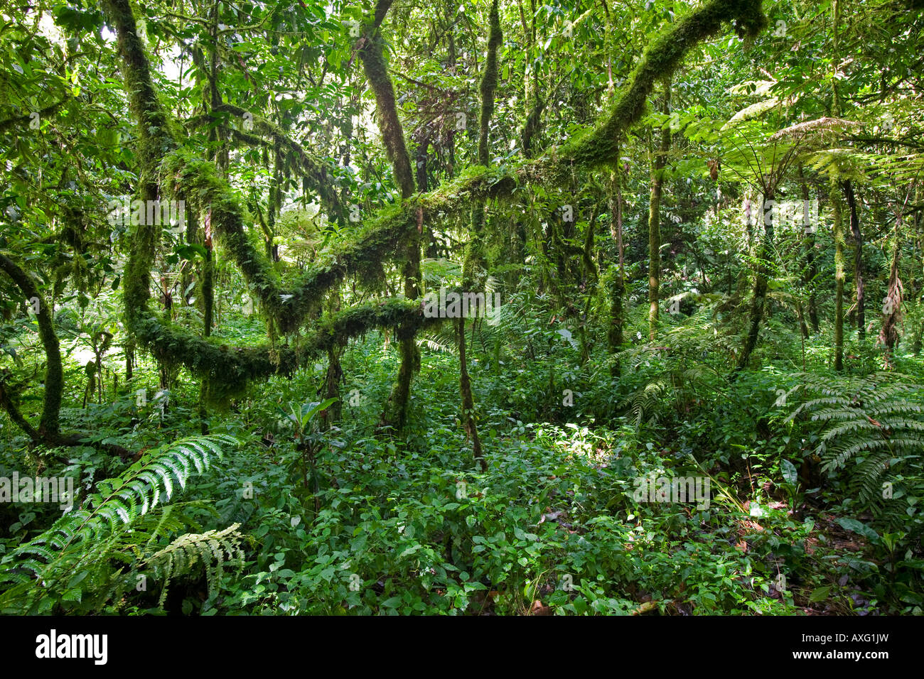 Africa Uganda Bwindi Impenetrable National Park Lush green equatorial ...