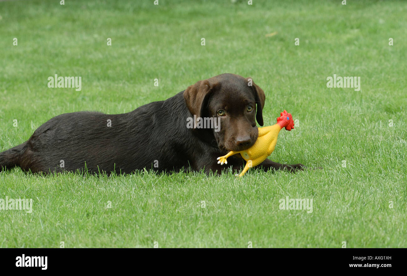 Labrador cubs hi-res stock photography and images - Alamy