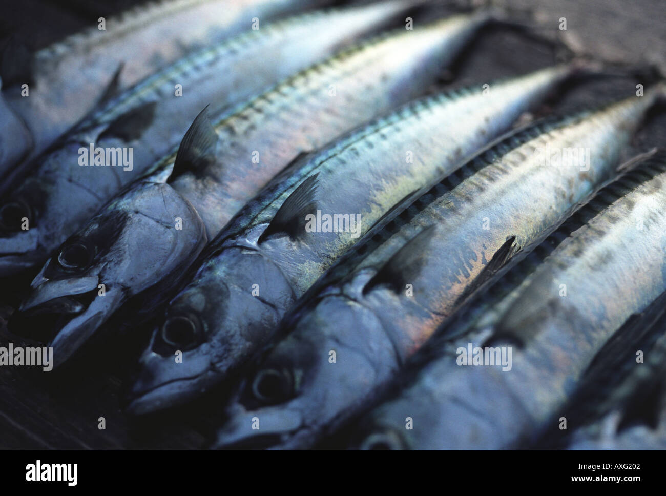 Makerel fishing hi-res stock photography and images - Alamy