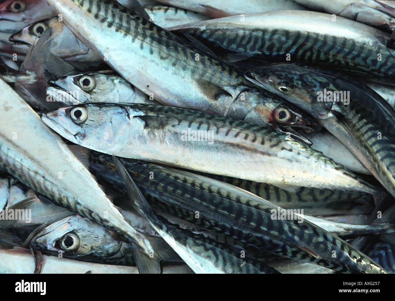 Makerel fishing hi-res stock photography and images - Alamy