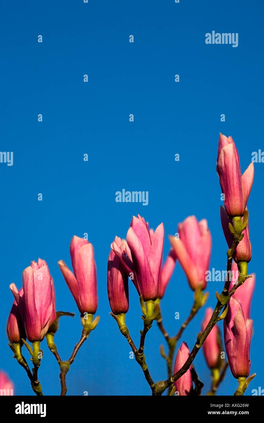 Magnolia treee, early spring against a blue sky Stock Photo - Alamy
