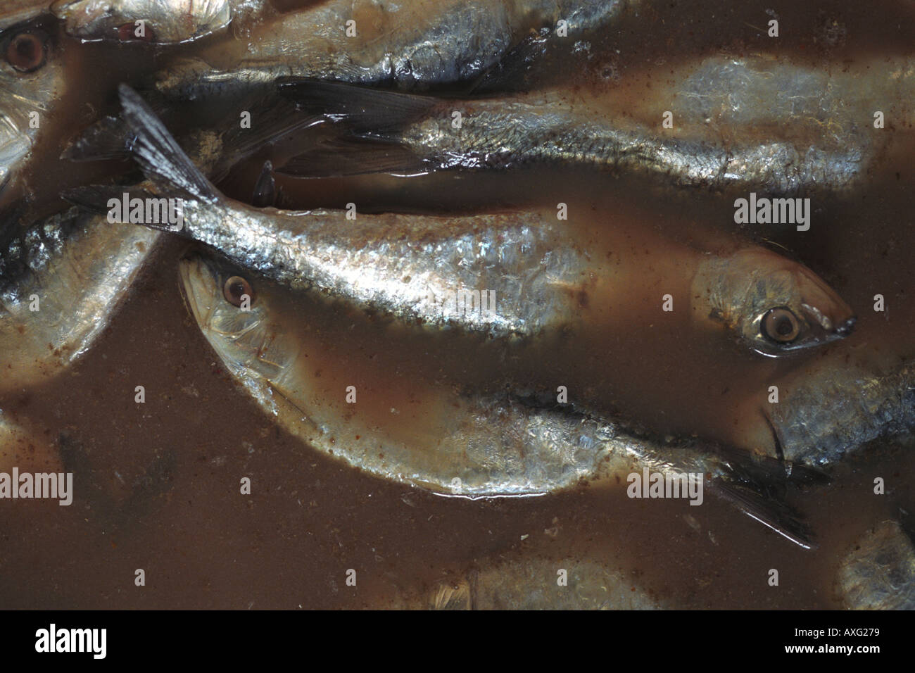 Brine soak hi-res stock photography and images - Alamy