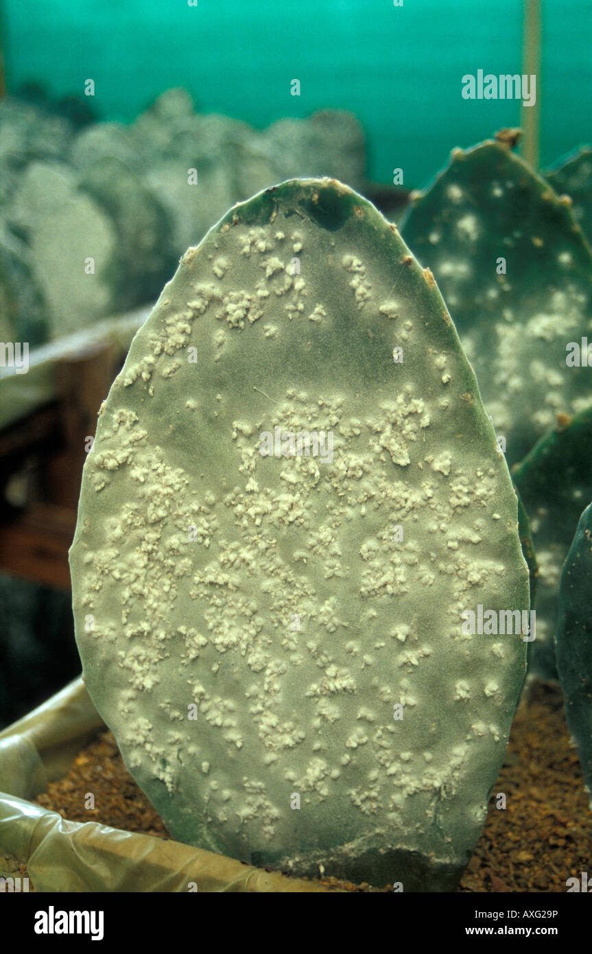 Grana Cochinilla insects on a nopal cactus at the Cochineal Farm in the ...