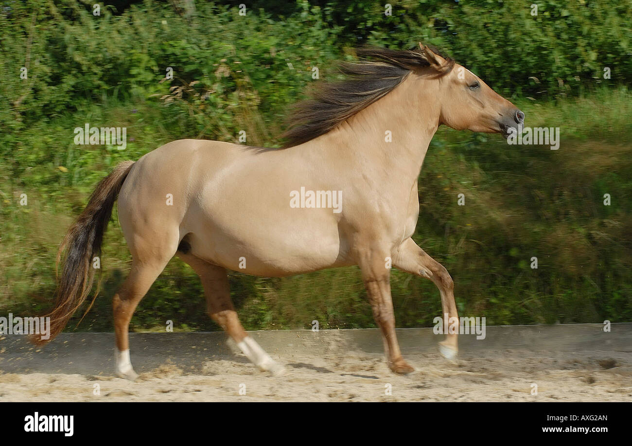 Criollos hi-res stock photography and images - Alamy