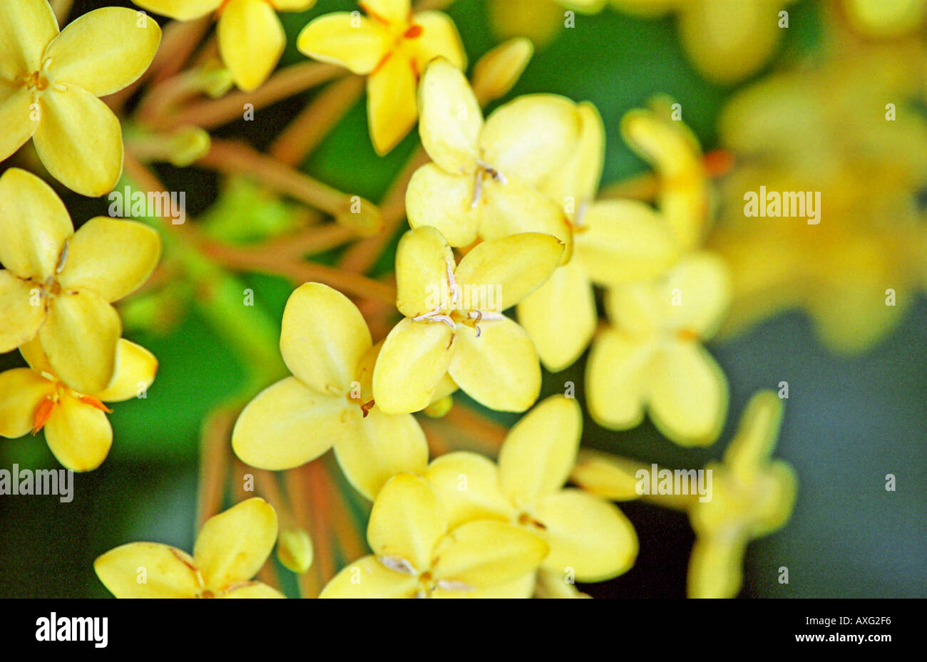 Ixora coccinea 'Sunset' Stock Photo - Alamy