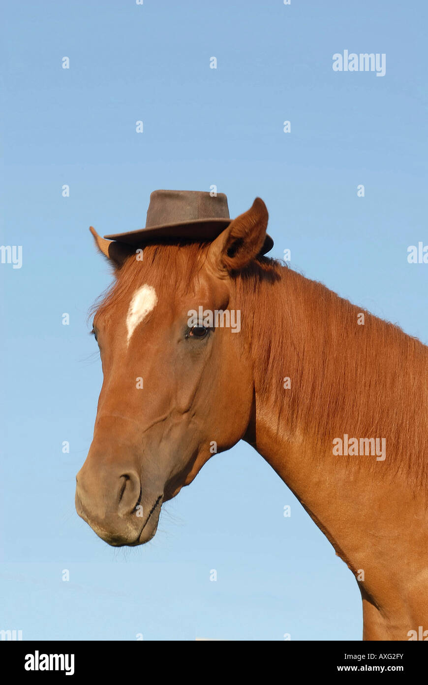 Horse Riding Hat