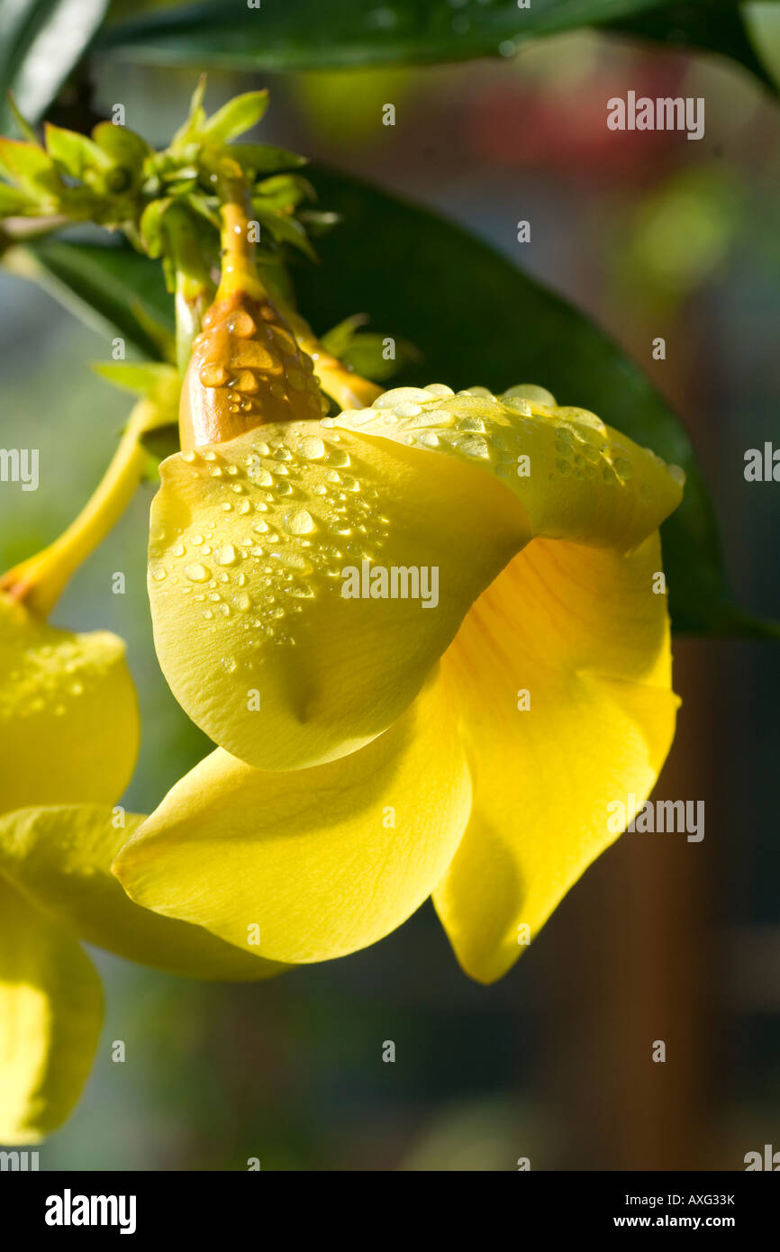 Allamanda flower hi-res stock photography and images - Alamy