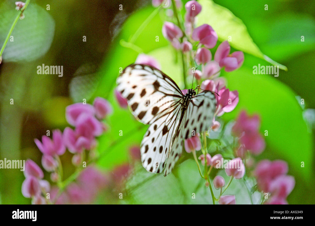Pink Butterfly Species Name