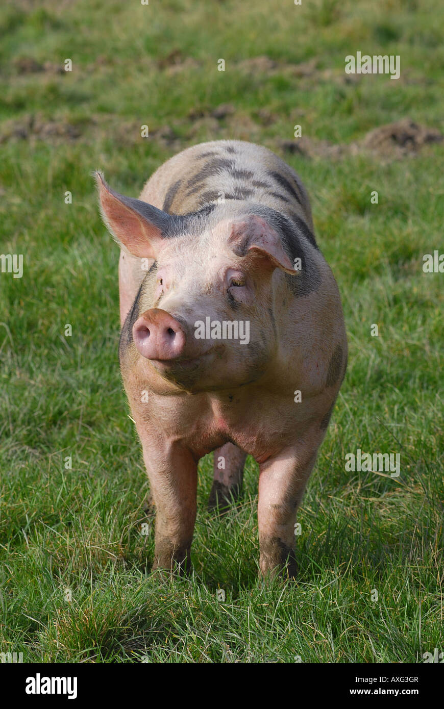 Pig standing hi-res stock photography and images - Alamy