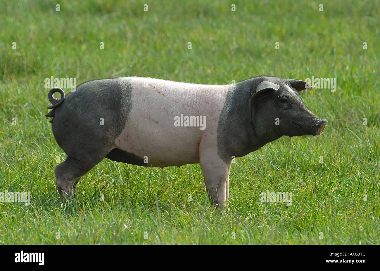 Swabian-Hall swine. Juvenile sow standing in grass Germany Stock Photo ...
