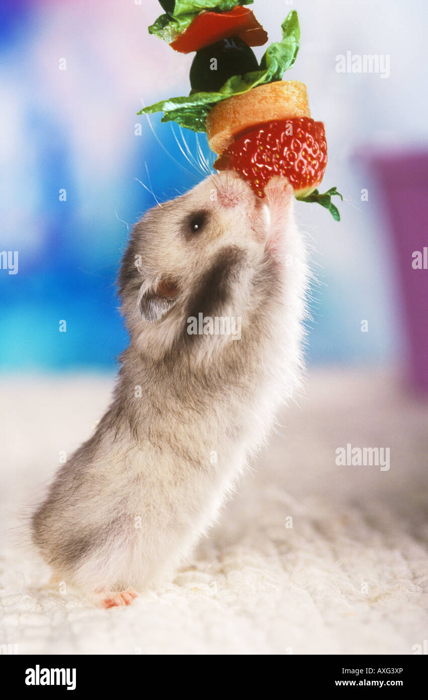 Hamster food hi-res stock photography and images - Alamy