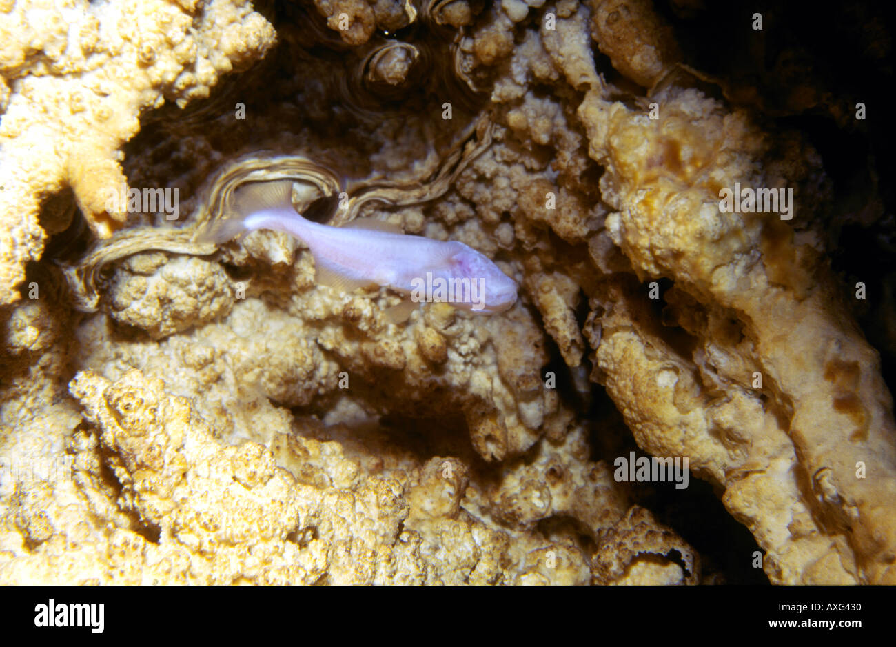 Portrait of Cenote Blind Fish Mexico Xavier Safont VWPics Stock Photo ...