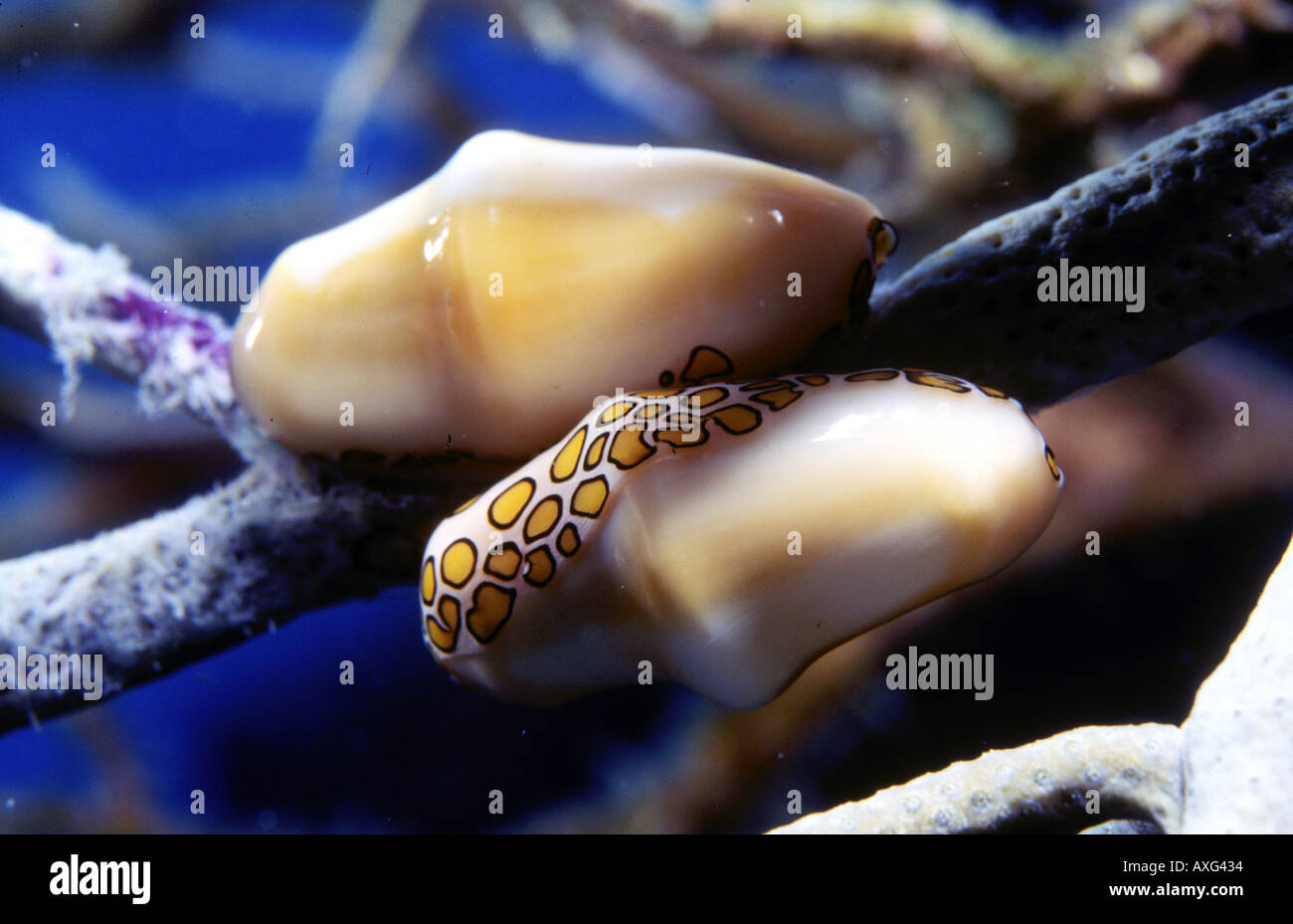 Shell cyphoma gibbosum Cozumel Mexico Xavier Safont VWPics Stock Photo ...