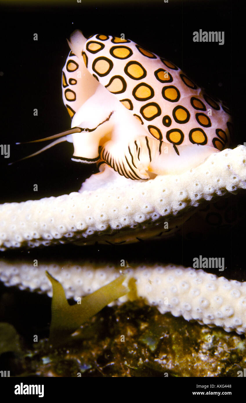 Gorgonian Shell cyphoma gibbosum Cuba Xavier Safont VWPics Stock Photo ...