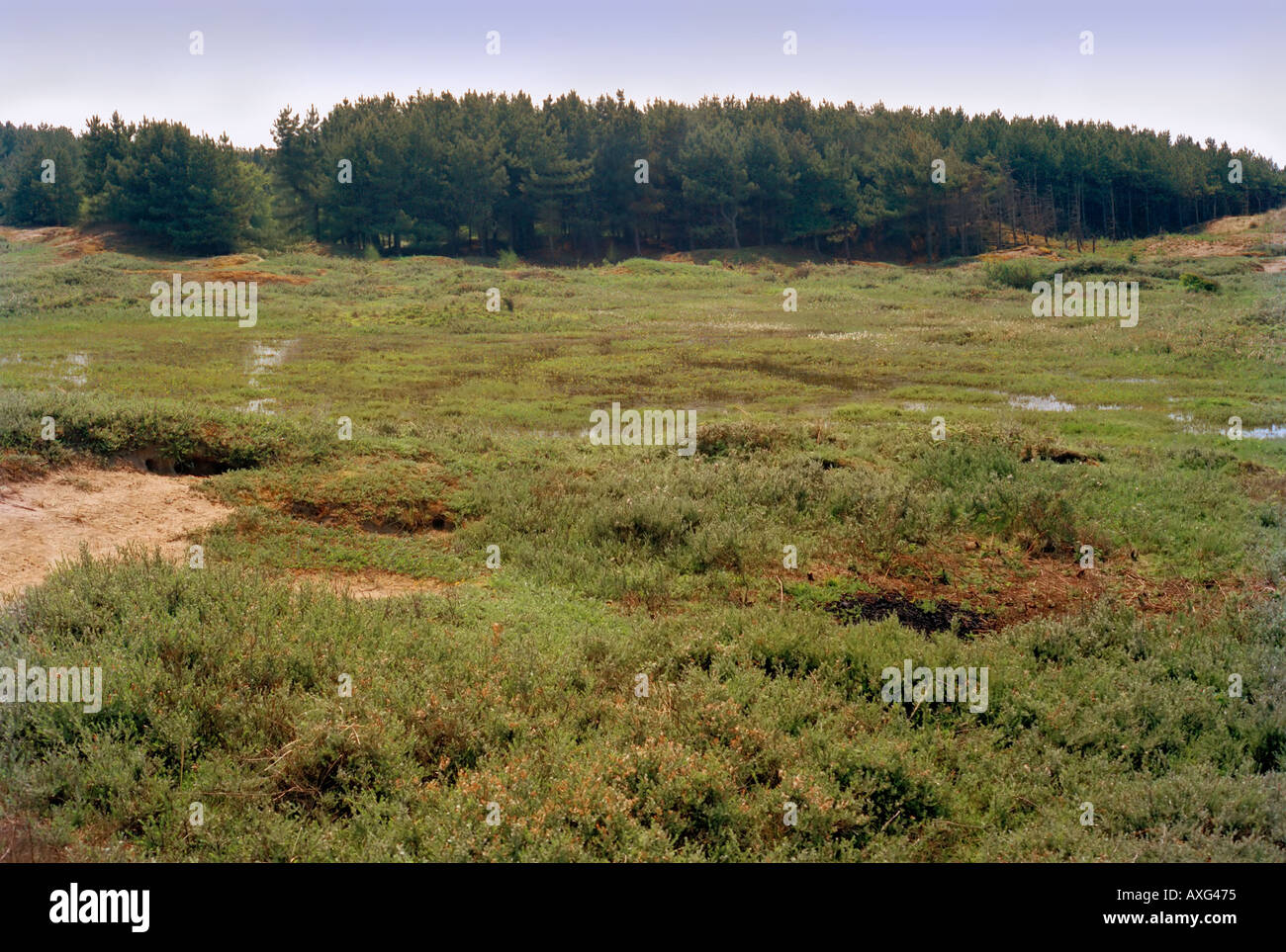 Ainsdale sand dunes national nature reserve hi-res stock photography ...