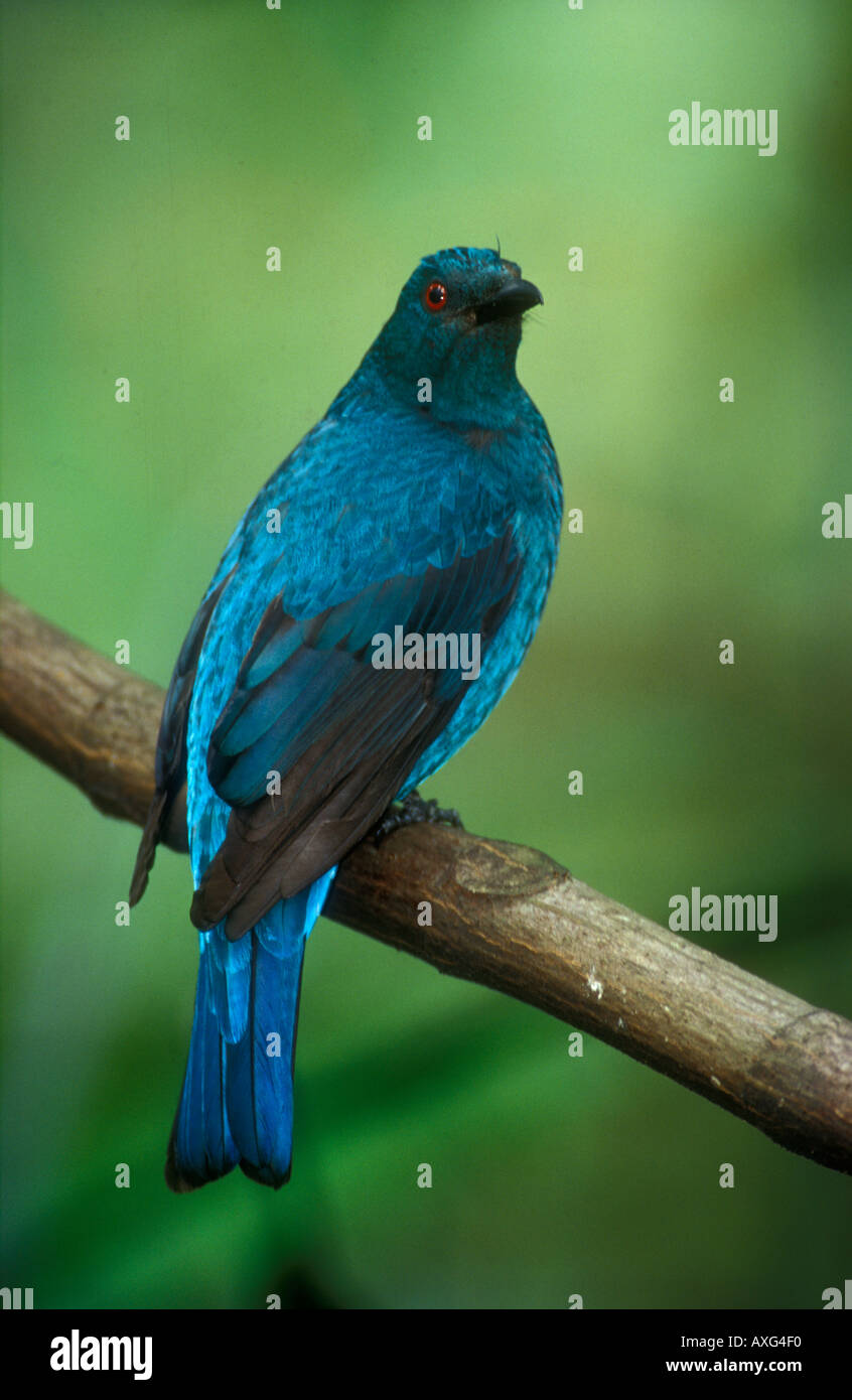Irena Puella Asian Fairy Bluebird High Resolution Stock Photography and ...