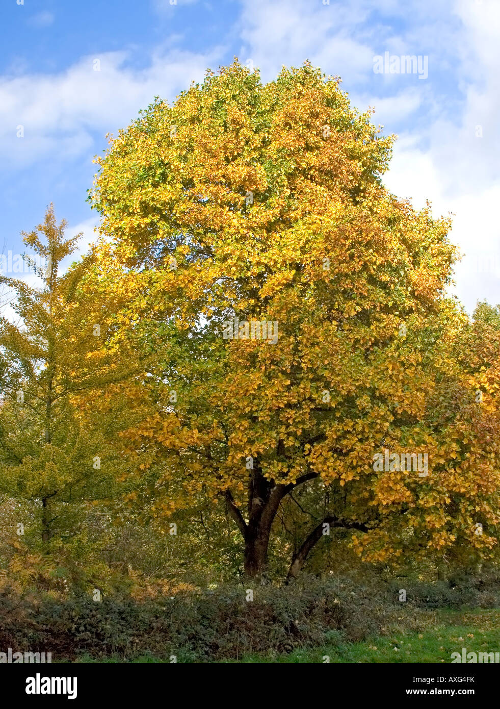 Golden yellow canopy hi-res stock photography and images - Alamy