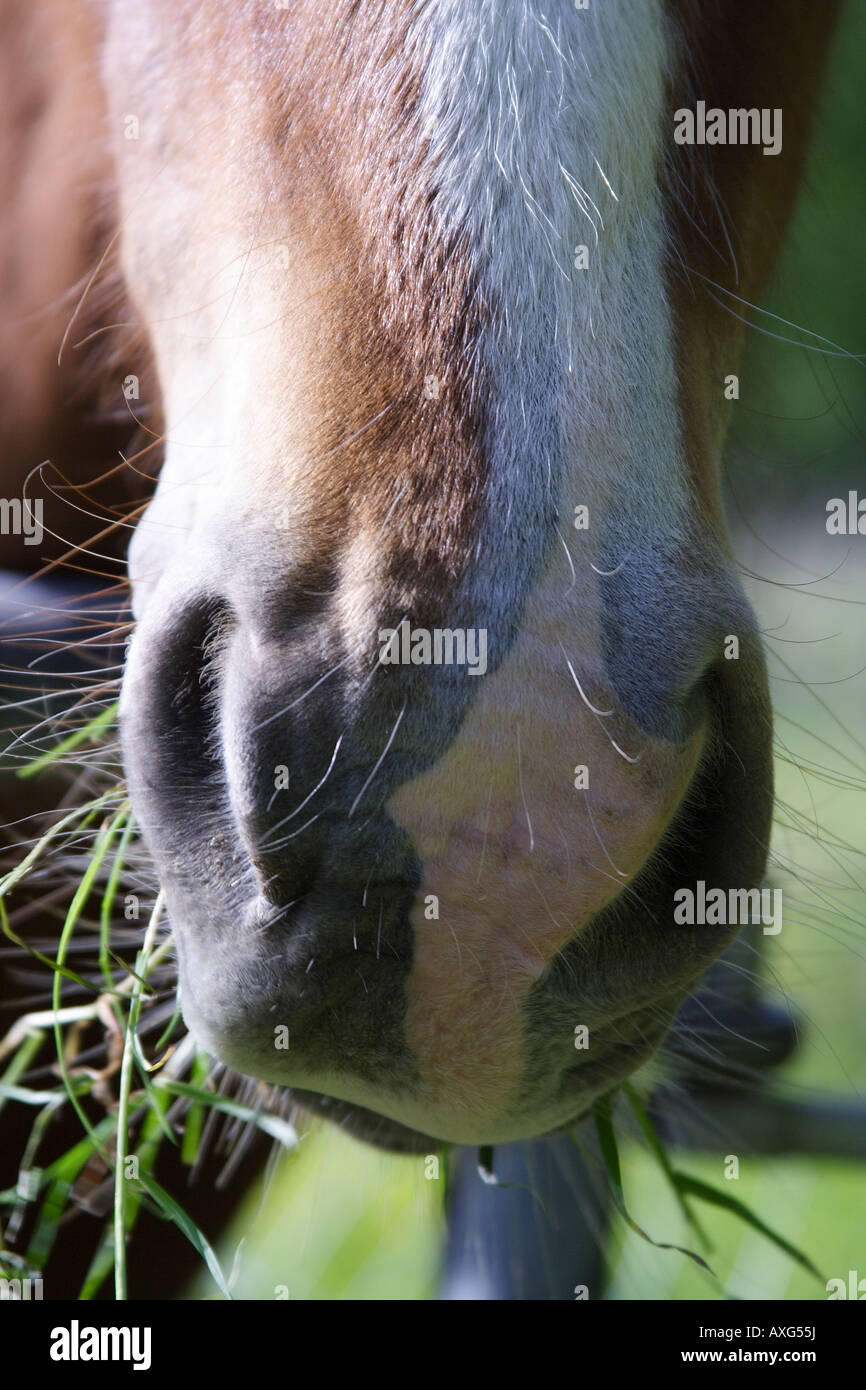 Horse face close up Stock Photo - Alamy