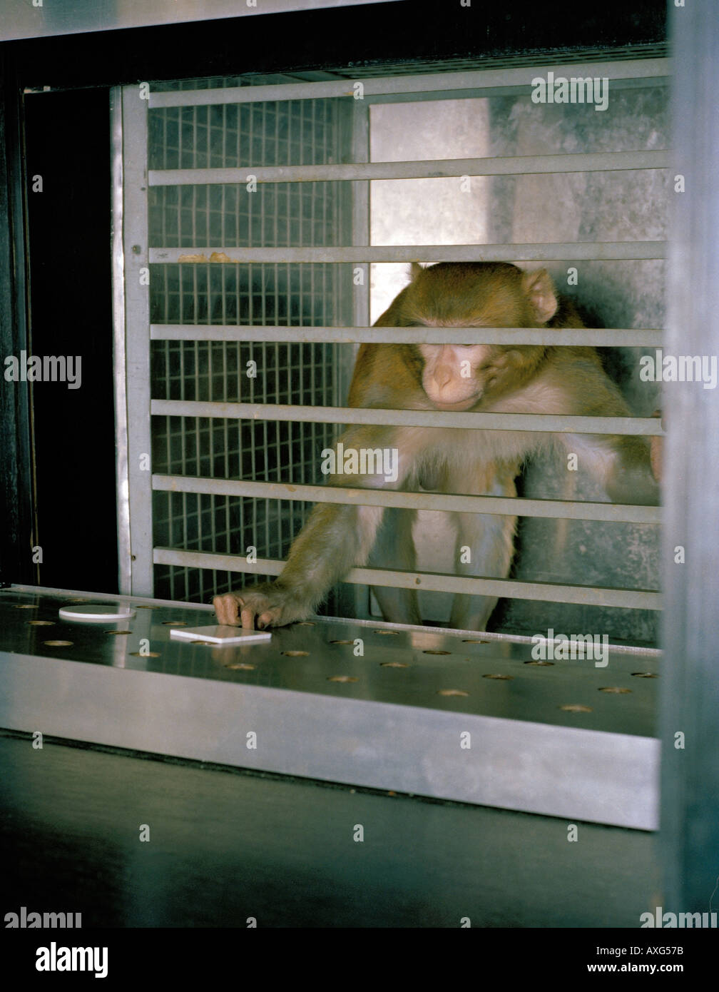 Vivisection hi-res stock photography and images - Alamy