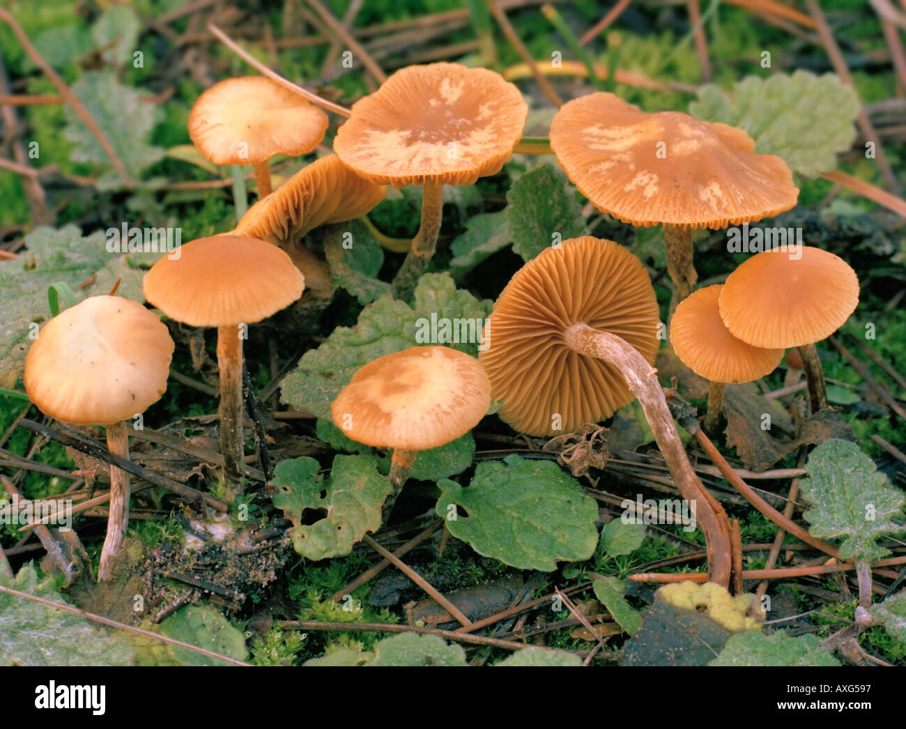 fungi Lactarius sp Stock Photo - Alamy