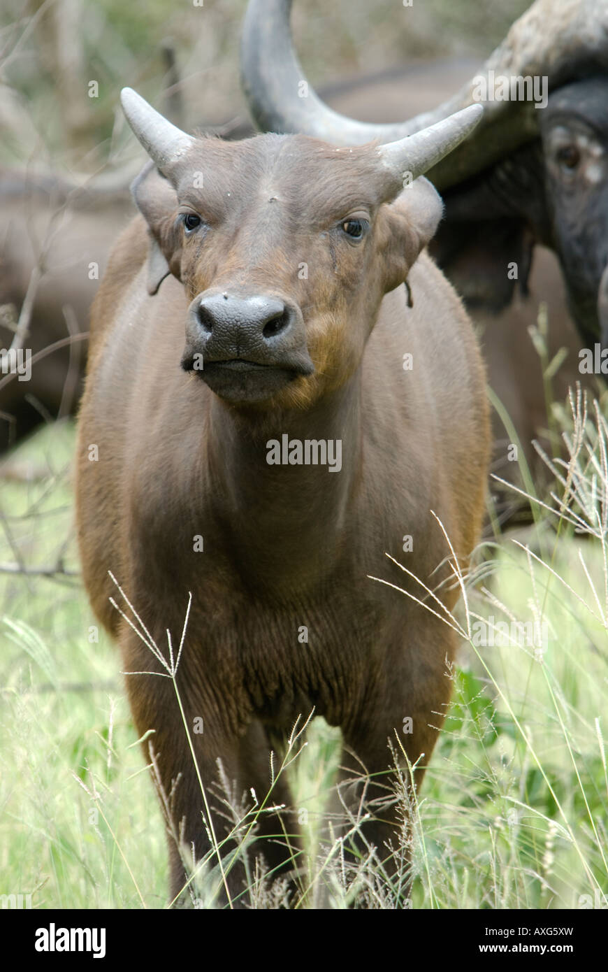 A portrait of a young African buffalo standing in the long grass Stock ...